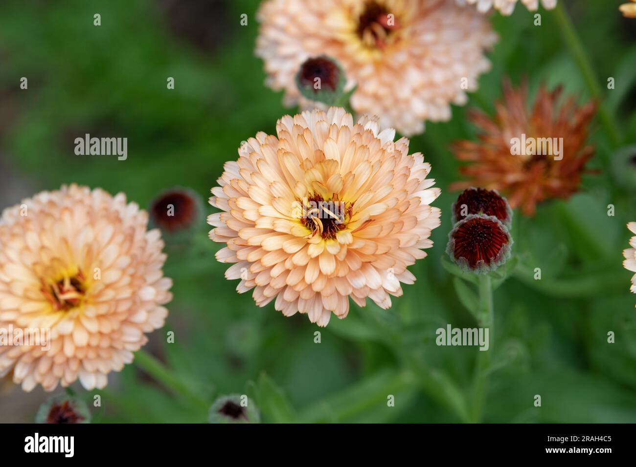Calendula officinalis. Pot marigold flowers Stock Photo - Alamy
