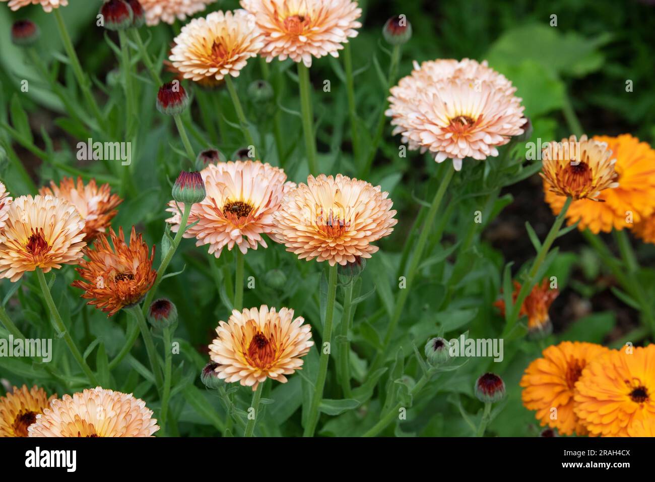 Calendula officinalis english marigold flowers hi-res stock photography ...