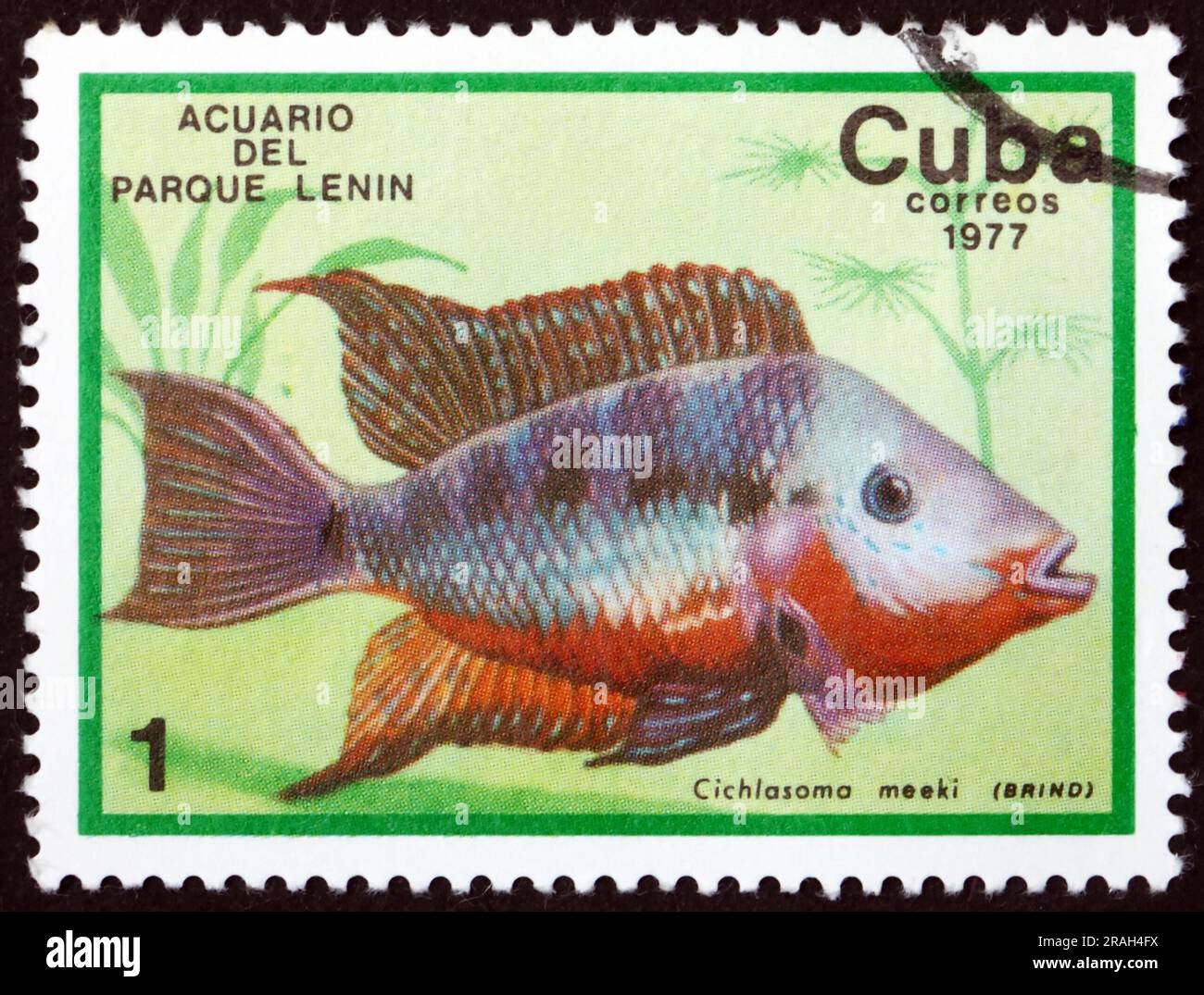 CUBA - CIRCA 1977: a stamp printed in Cuba shows the firemouth cichlid ...