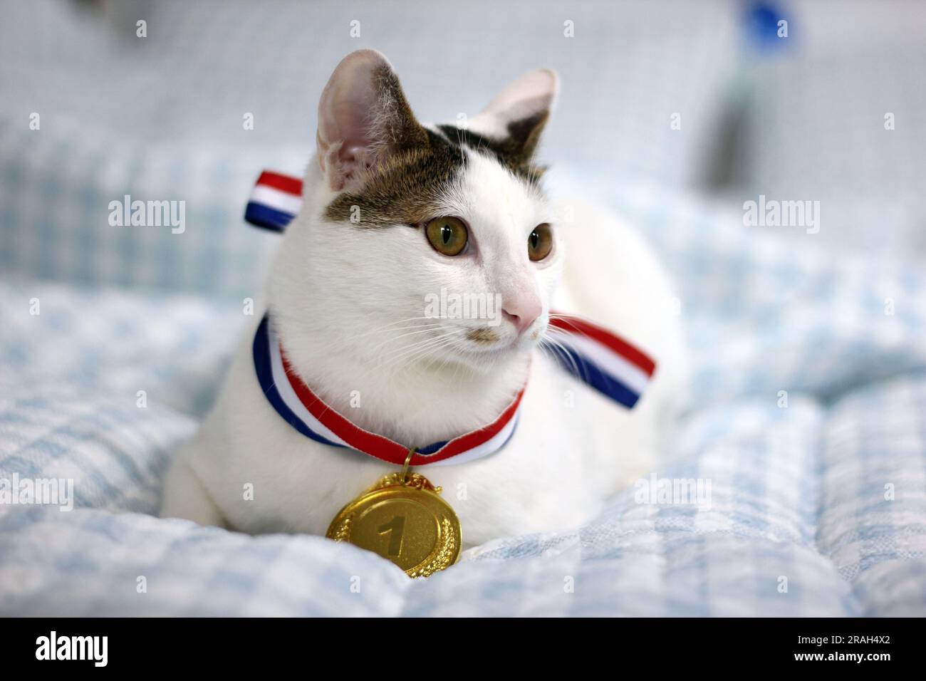 Japanese Bobtail cat wearing a gold medal around its neck Stock Photo ...