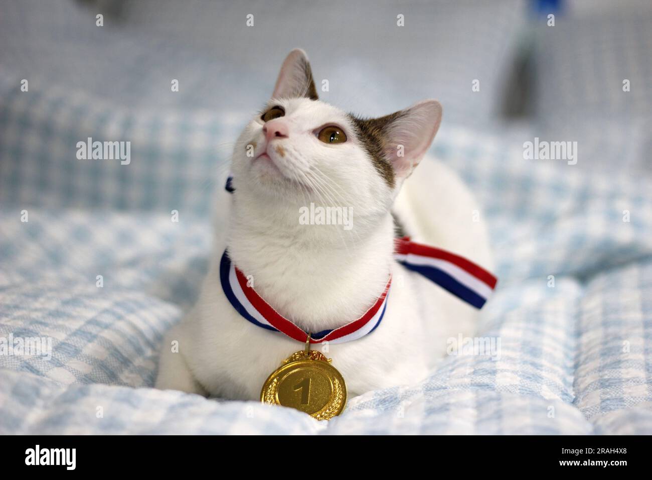 Japanese Bobtail cat wearing a gold medal around its neck Stock Photo ...