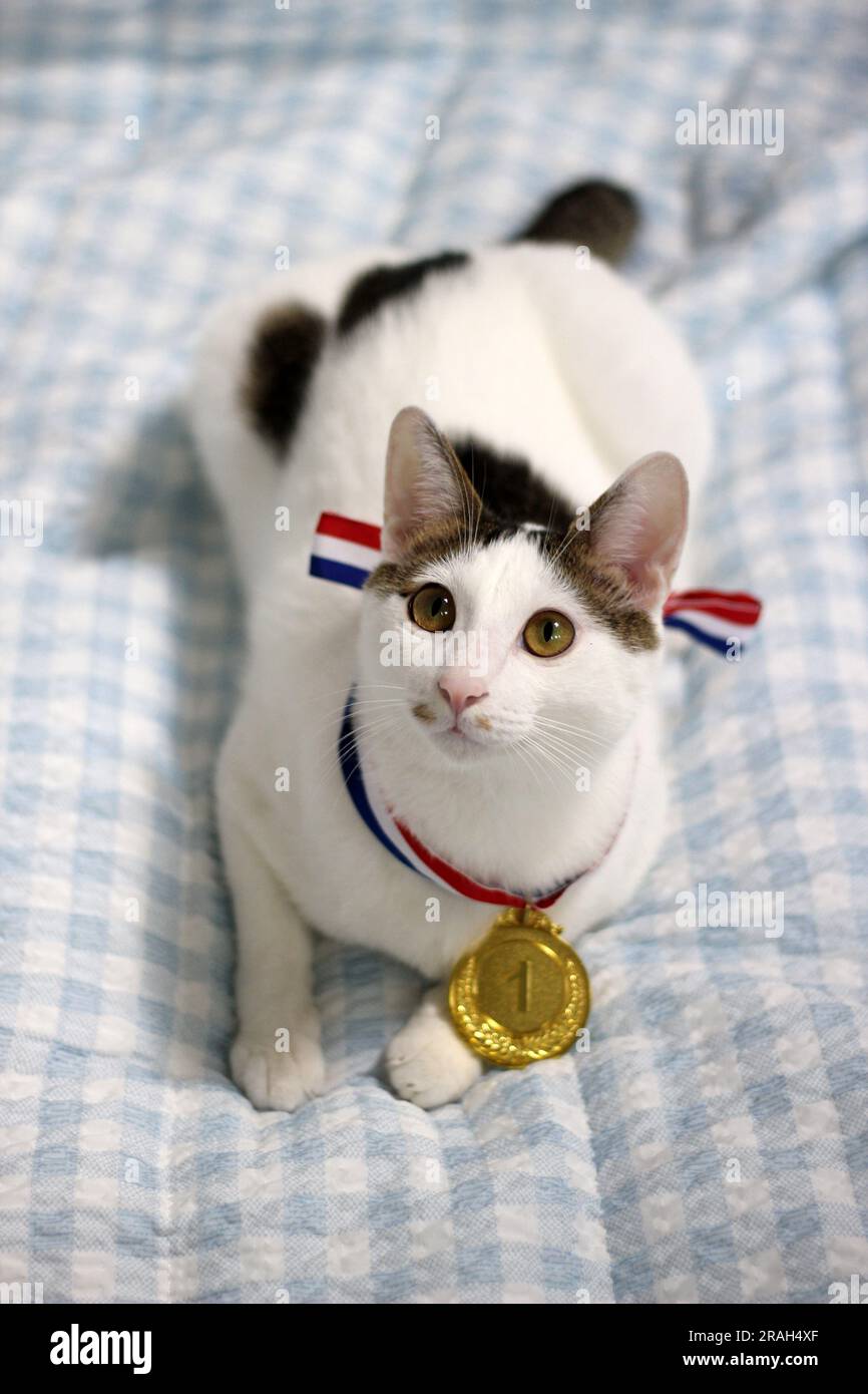 Wearing a blue ribbon medal hi-res stock photography and images - Alamy