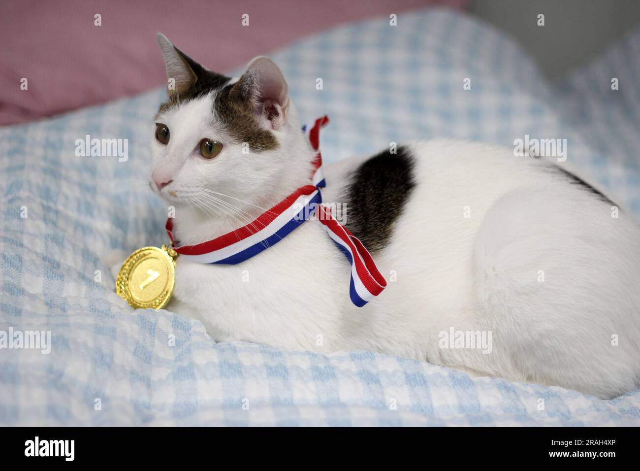 Cat wearing ribbon hi-res stock photography and images - Alamy