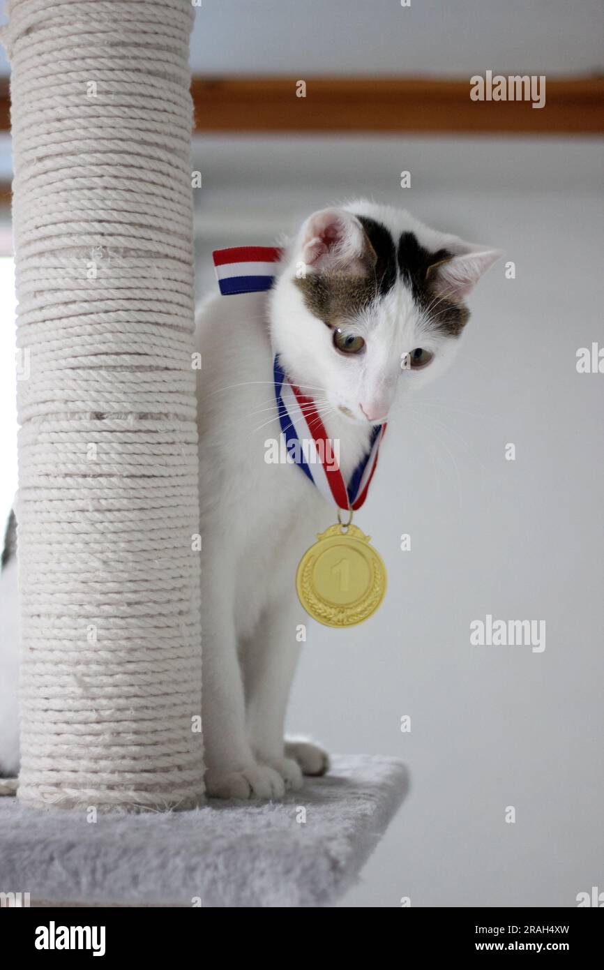 Japanese Bobtail cat wearing a gold medal around its neck Stock Photo ...