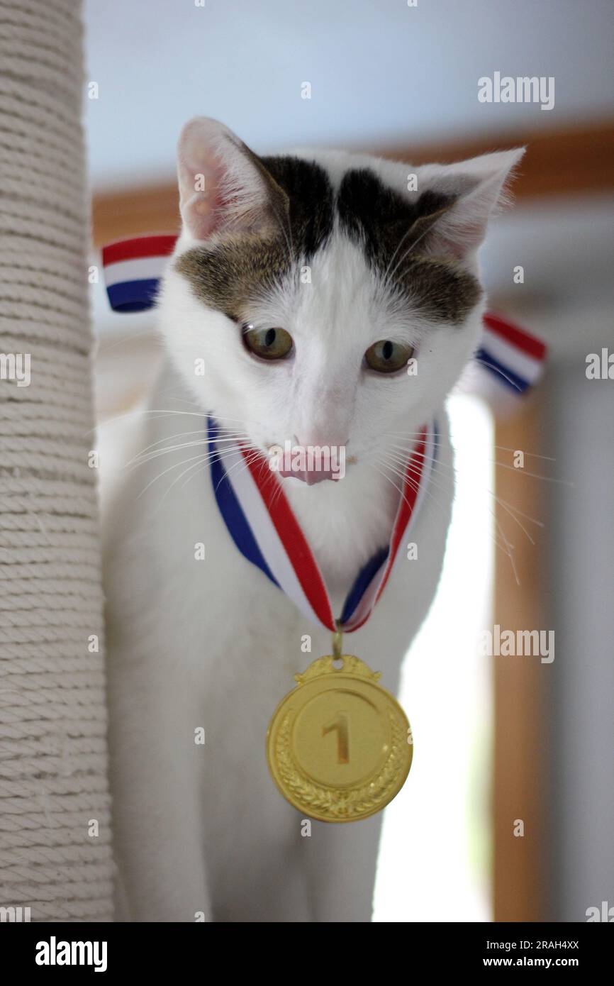Japanese Bobtail cat wearing a gold medal around its neck Stock Photo ...
