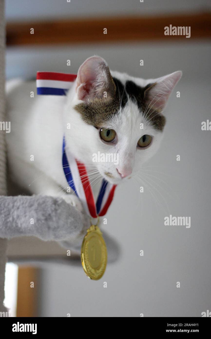 Japanese Bobtail cat wearing a gold medal around its neck Stock Photo ...