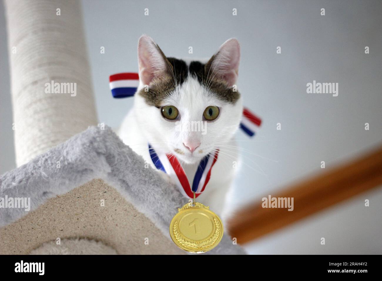 Japanese Bobtail cat wearing a gold medal around its neck Stock Photo ...