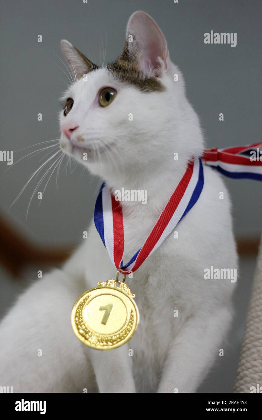 Japanese Bobtail cat wearing a gold medal around its neck Stock Photo ...