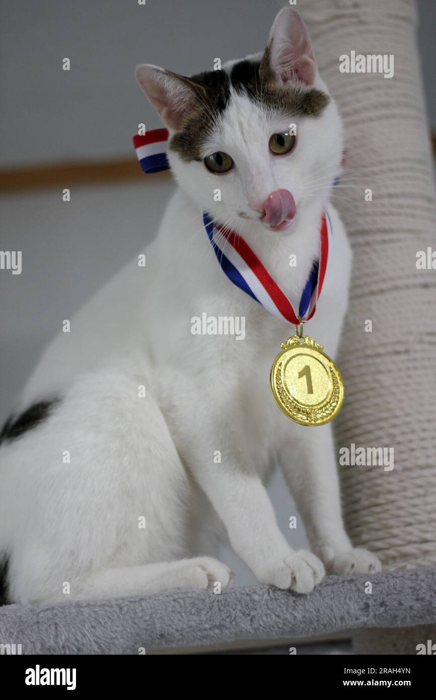 Japanese Bobtail cat wearing a gold medal around its neck Stock Photo ...