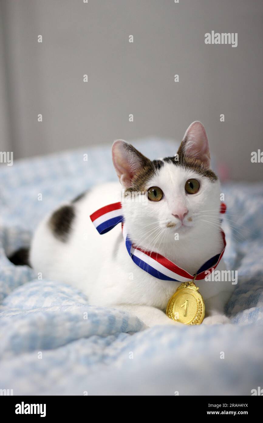 Japanese Bobtail cat wearing a gold medal around its neck Stock Photo ...