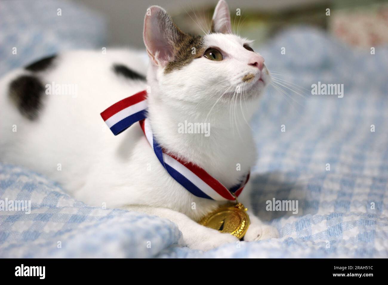 Japanese Bobtail cat wearing a gold medal around its neck Stock Photo ...