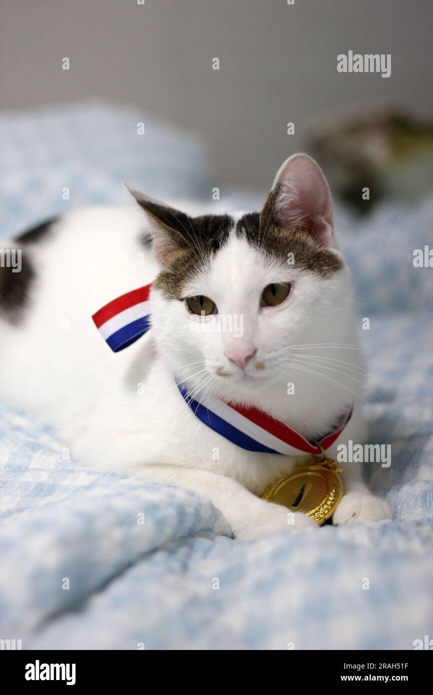 Japanese Bobtail cat wearing a gold medal around its neck Stock Photo ...