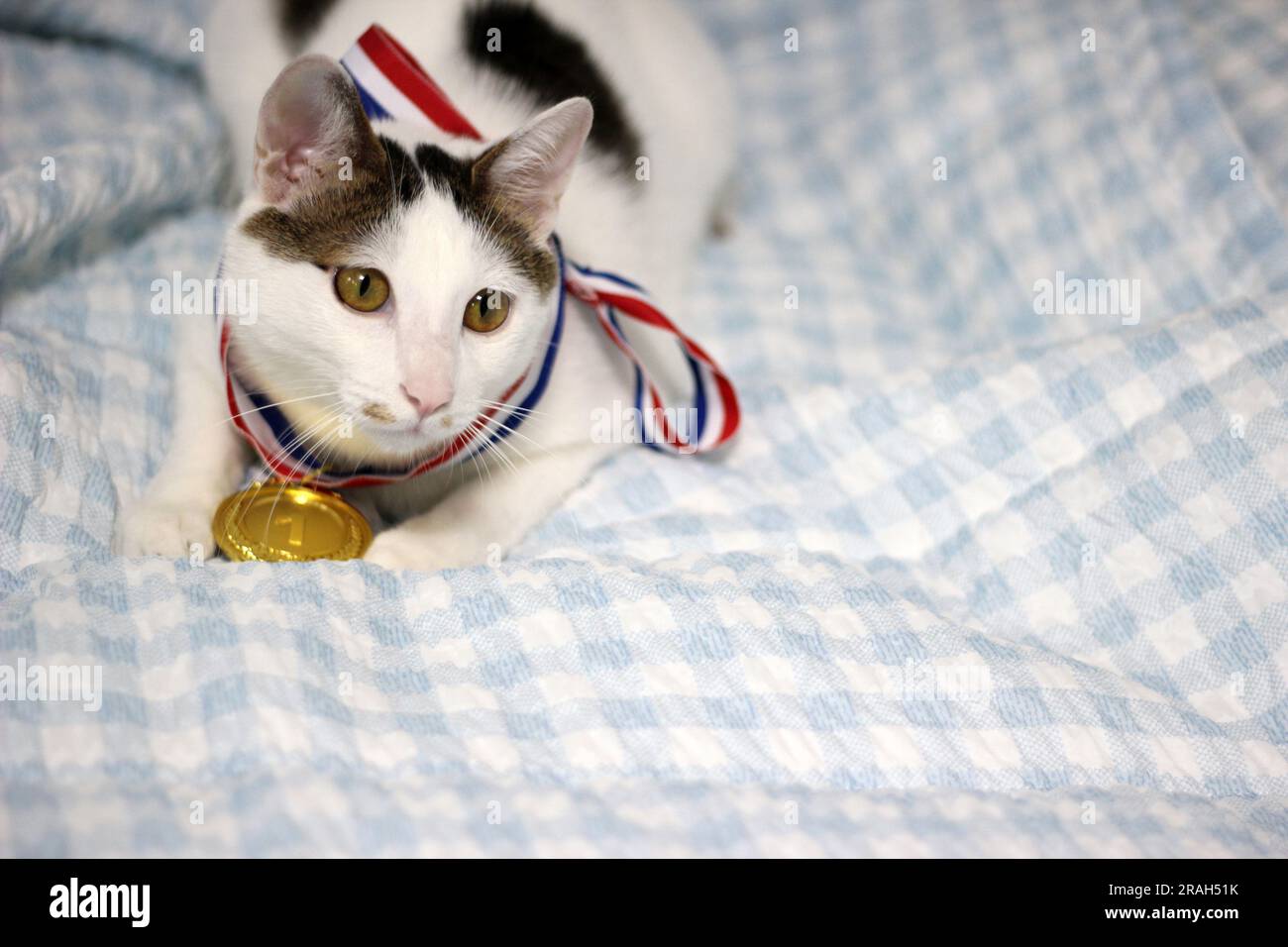Japanese Bobtail cat wearing a gold medal around its neck Stock Photo ...