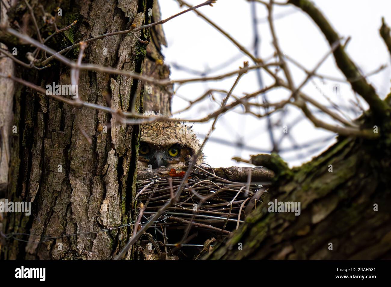 Owlet peeking from a treetop nest Stock Photo - Alamy