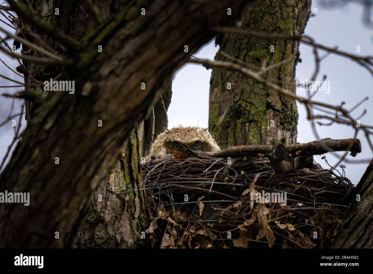 Owlet peeking from a treetop nest Stock Photo - Alamy