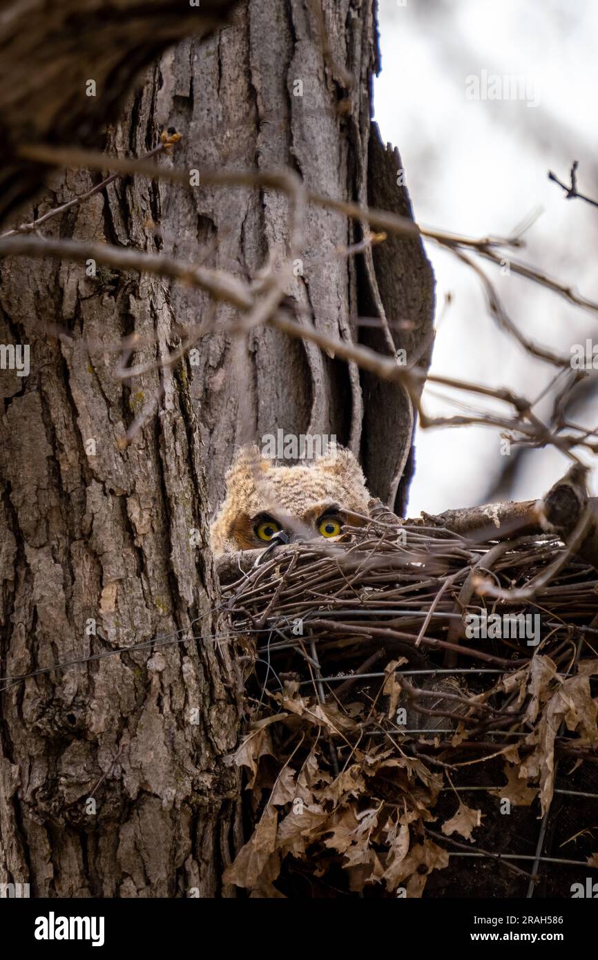 Treetop nest hi-res stock photography and images - Alamy