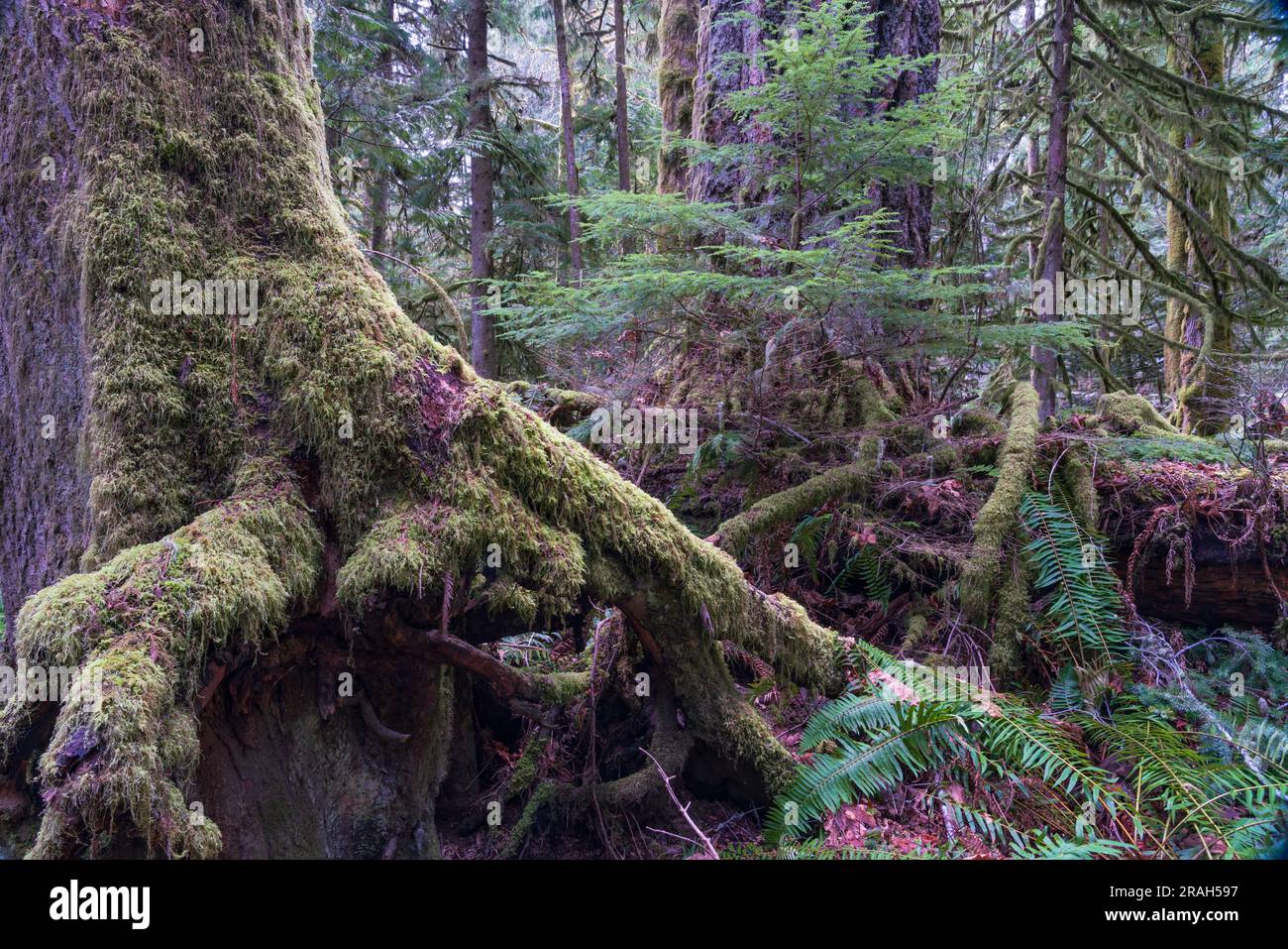 Giant trees and lush foliage in the Cathedral Grove of MacMillan ...