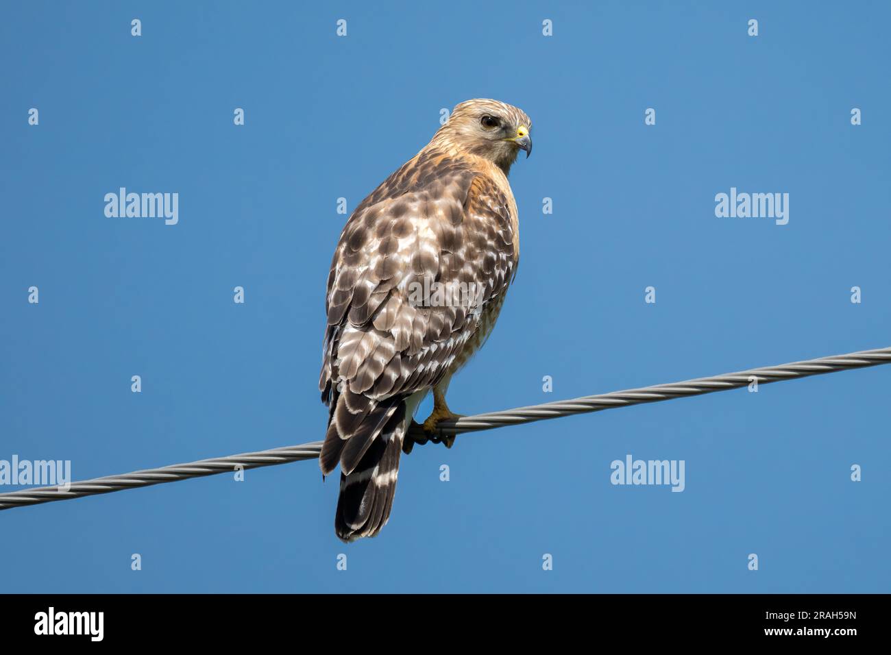 red shouldered hawk on a power line in rural minnesota Stock Photo - Alamy