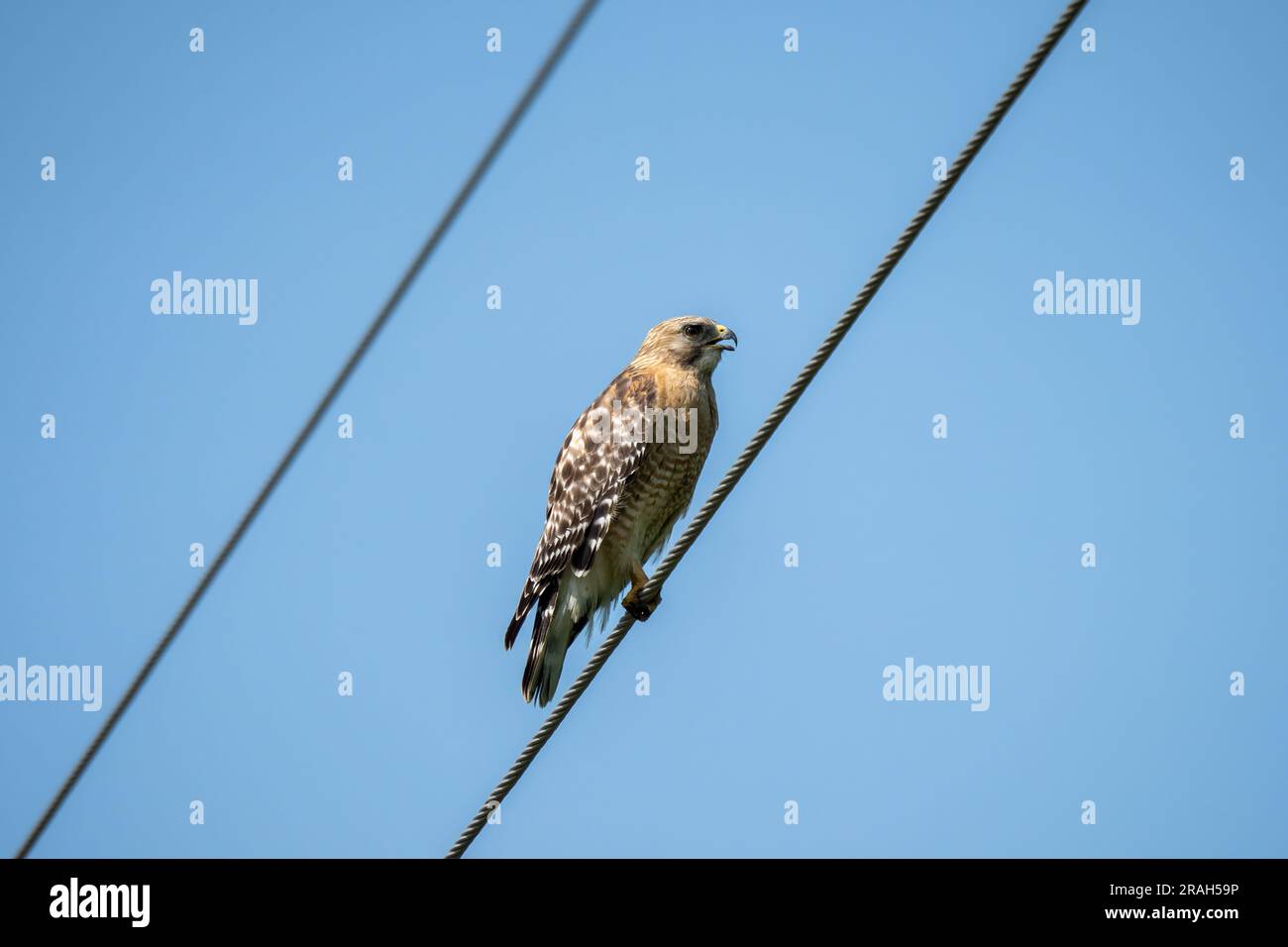 red shouldered hawk on a power line in rural minnesota Stock Photo - Alamy