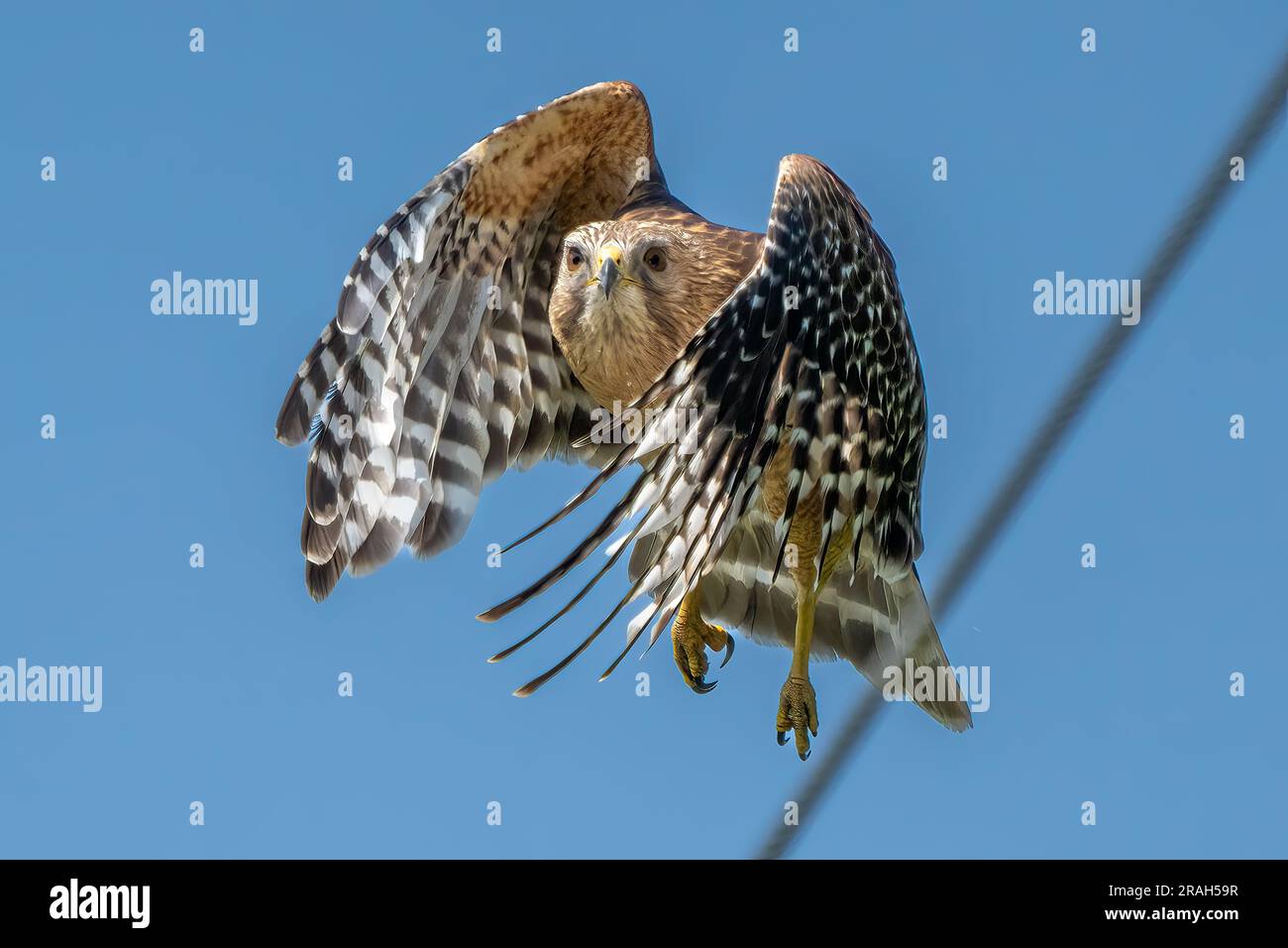 red shouldered hawk swooping off of a power line Stock Photo - Alamy