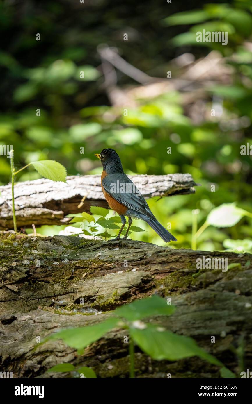 Robin on tree log hi-res stock photography and images - Alamy