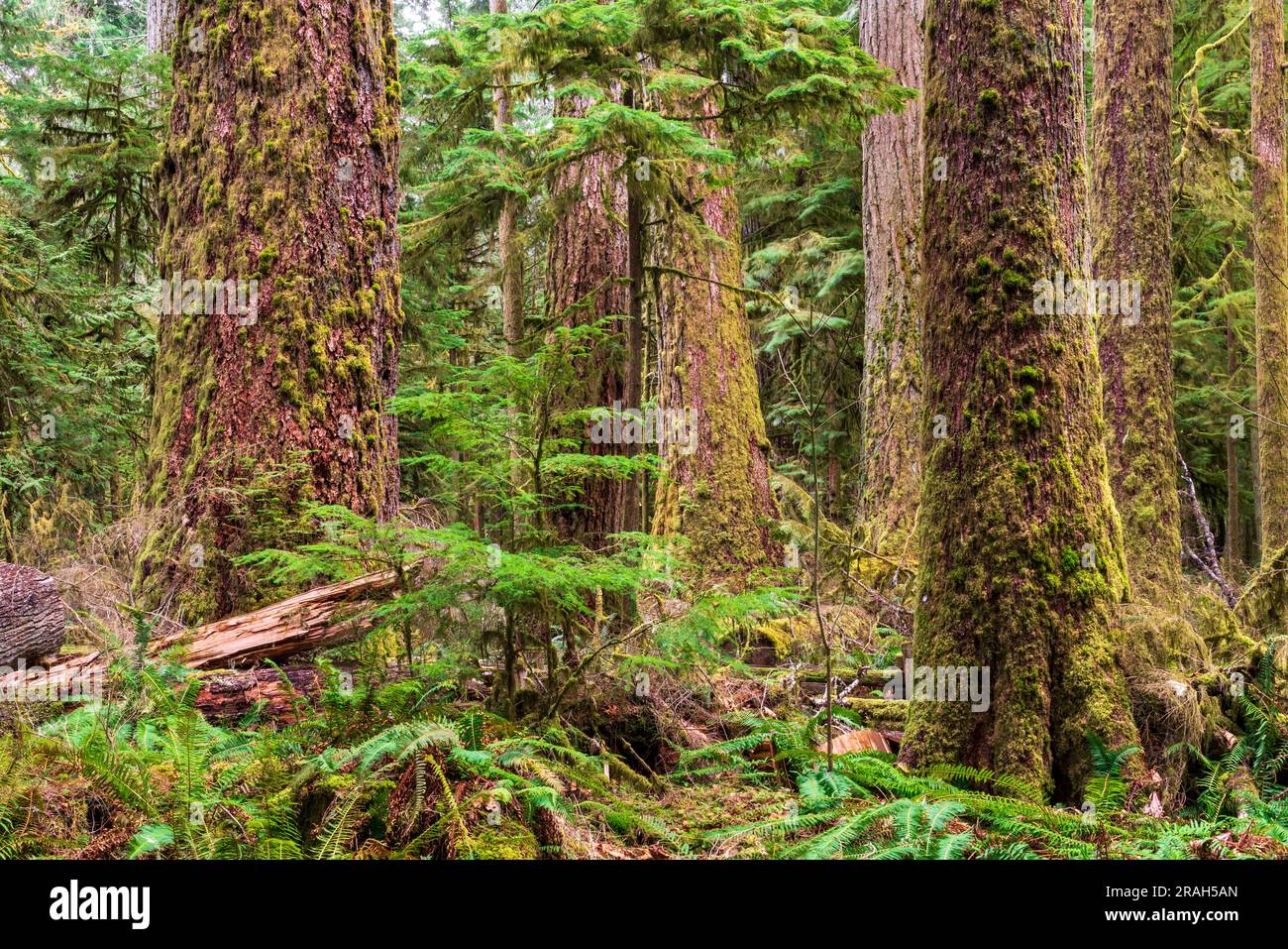 Giant trees and lush foliage in the Cathedral Grove of MacMillan ...