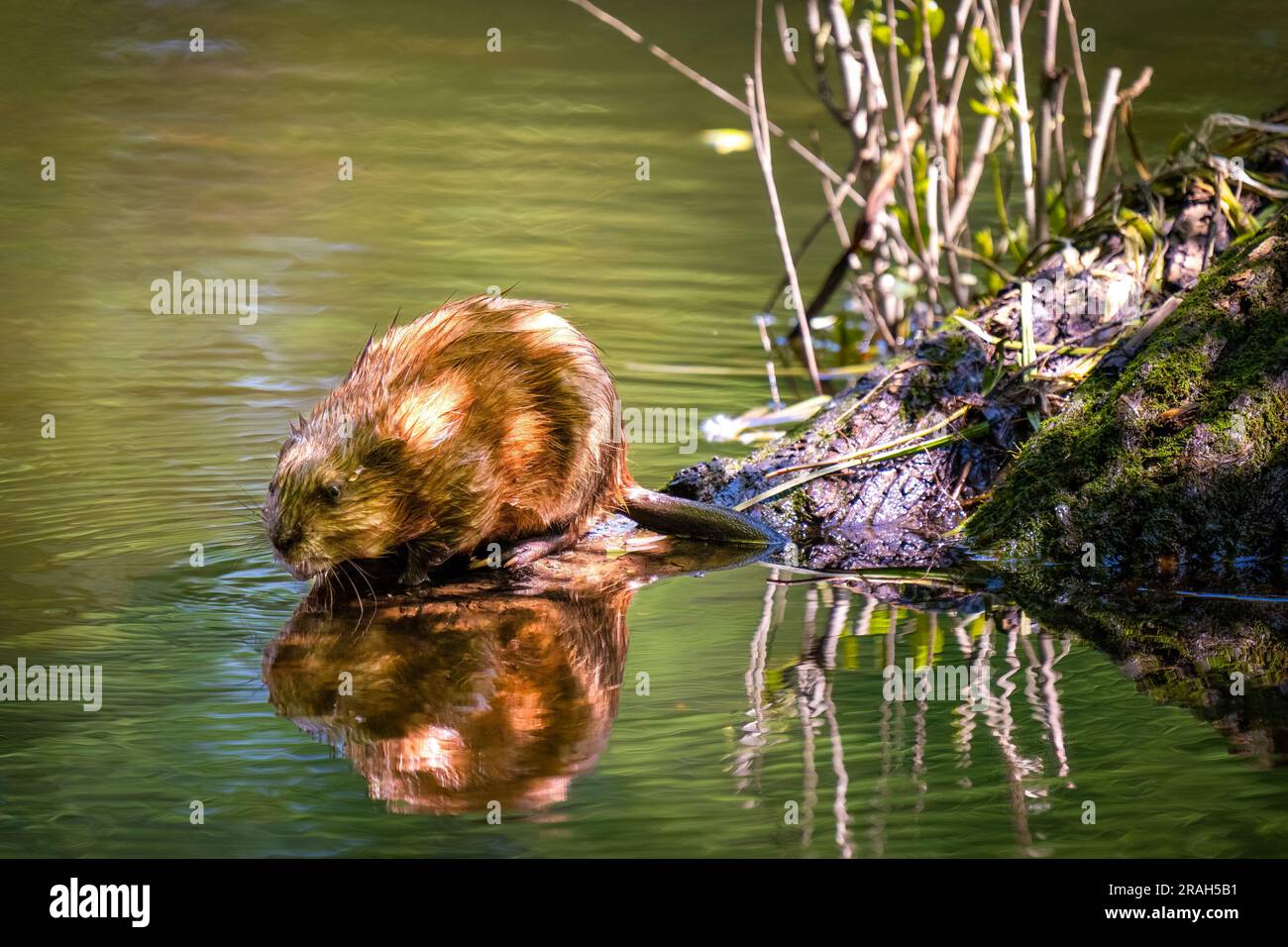 muskrat on the side of lake in a state park wild life refuge Stock ...