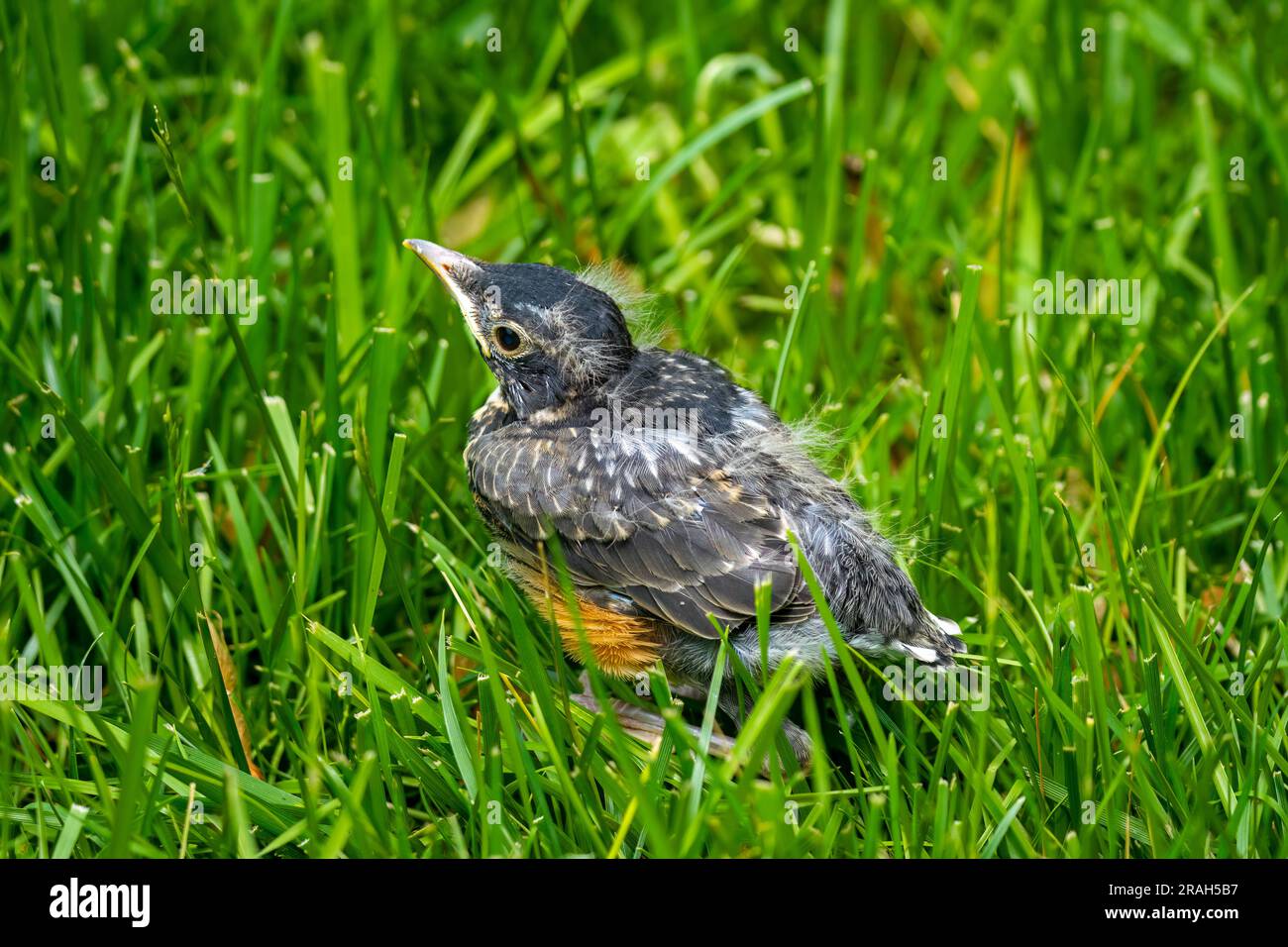 juvenile robin in the grass Stock Photo - Alamy
