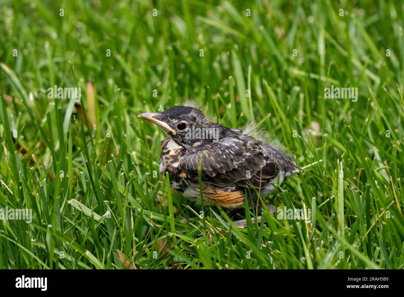 Juvenile robin in grass hi-res stock photography and images - Alamy