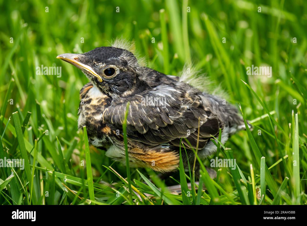 juvenile robin in the grass Stock Photo - Alamy