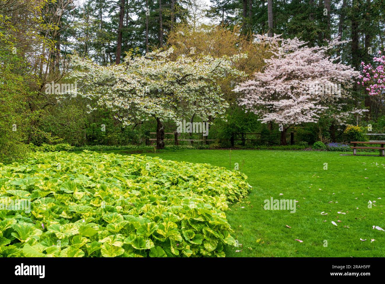 Spring blossoms on the trees in Sax Point Park in Esquimalt, British ...