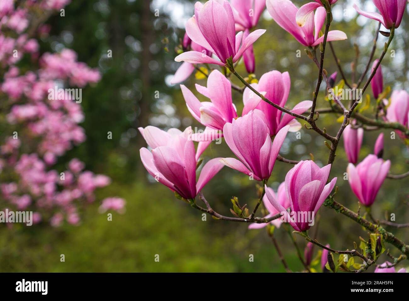 Spring magnolia blossoms on the trees in Sax Point Park in Esquimalt ...