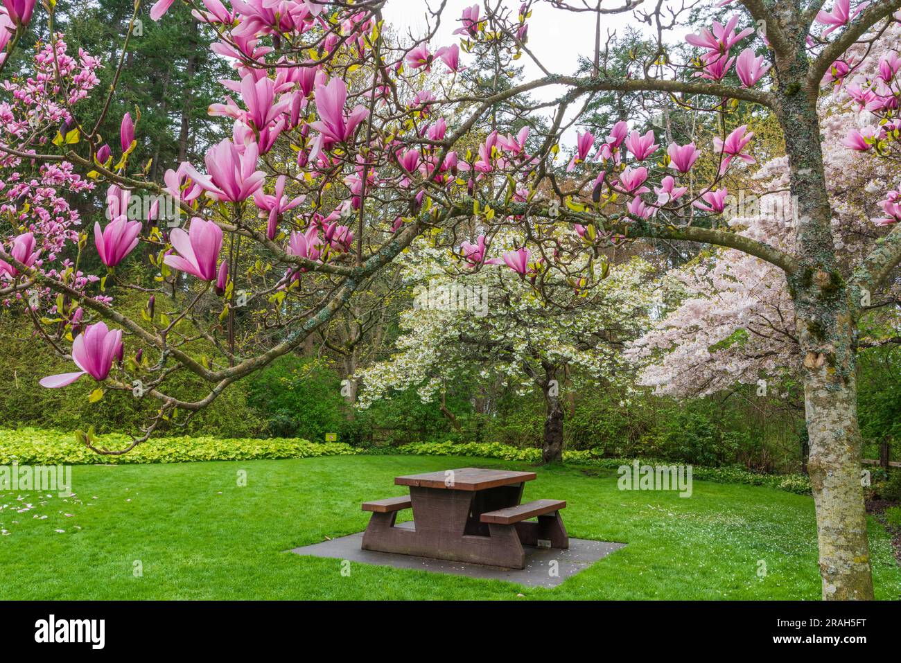 Magnolia trees hi-res stock photography and images - Alamy
