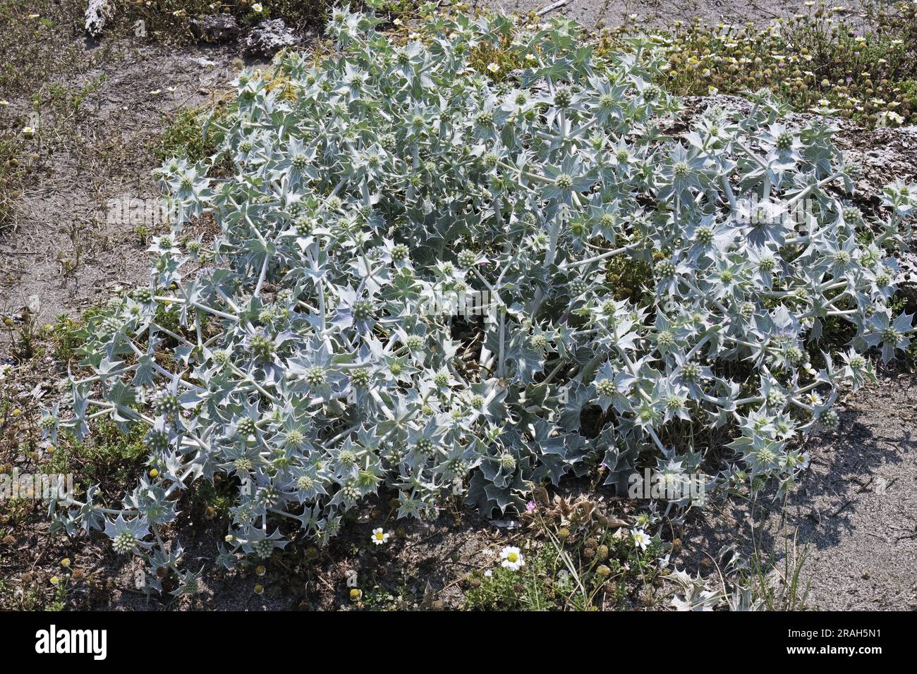 plant and inflorescences of sea holly plant, Eryngium maritimum ...