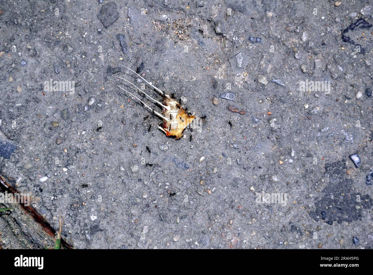Omnivore ants hi-res stock photography and images - Alamy