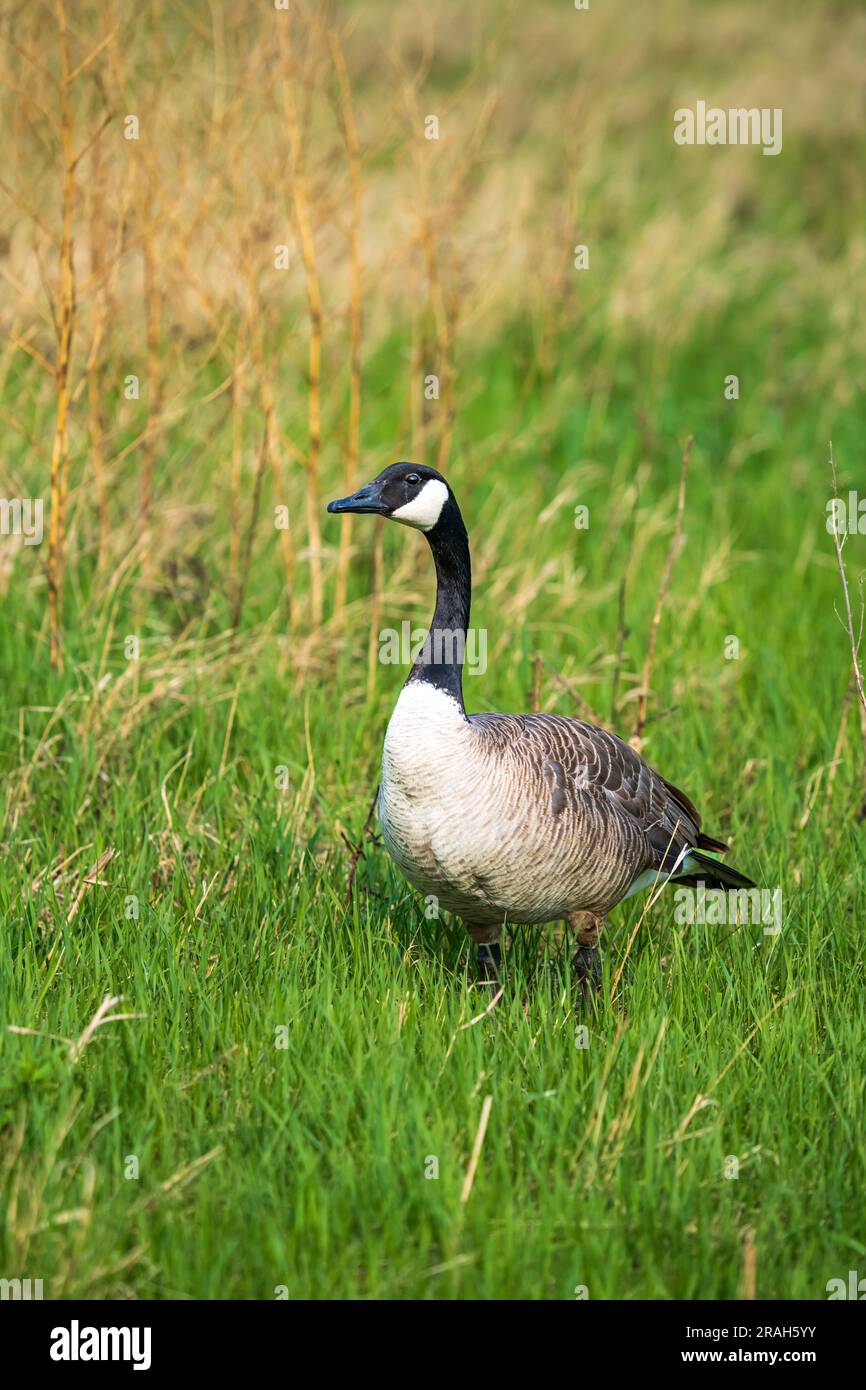 Discovery nature saqnctuary hi-res stock photography and images - Alamy
