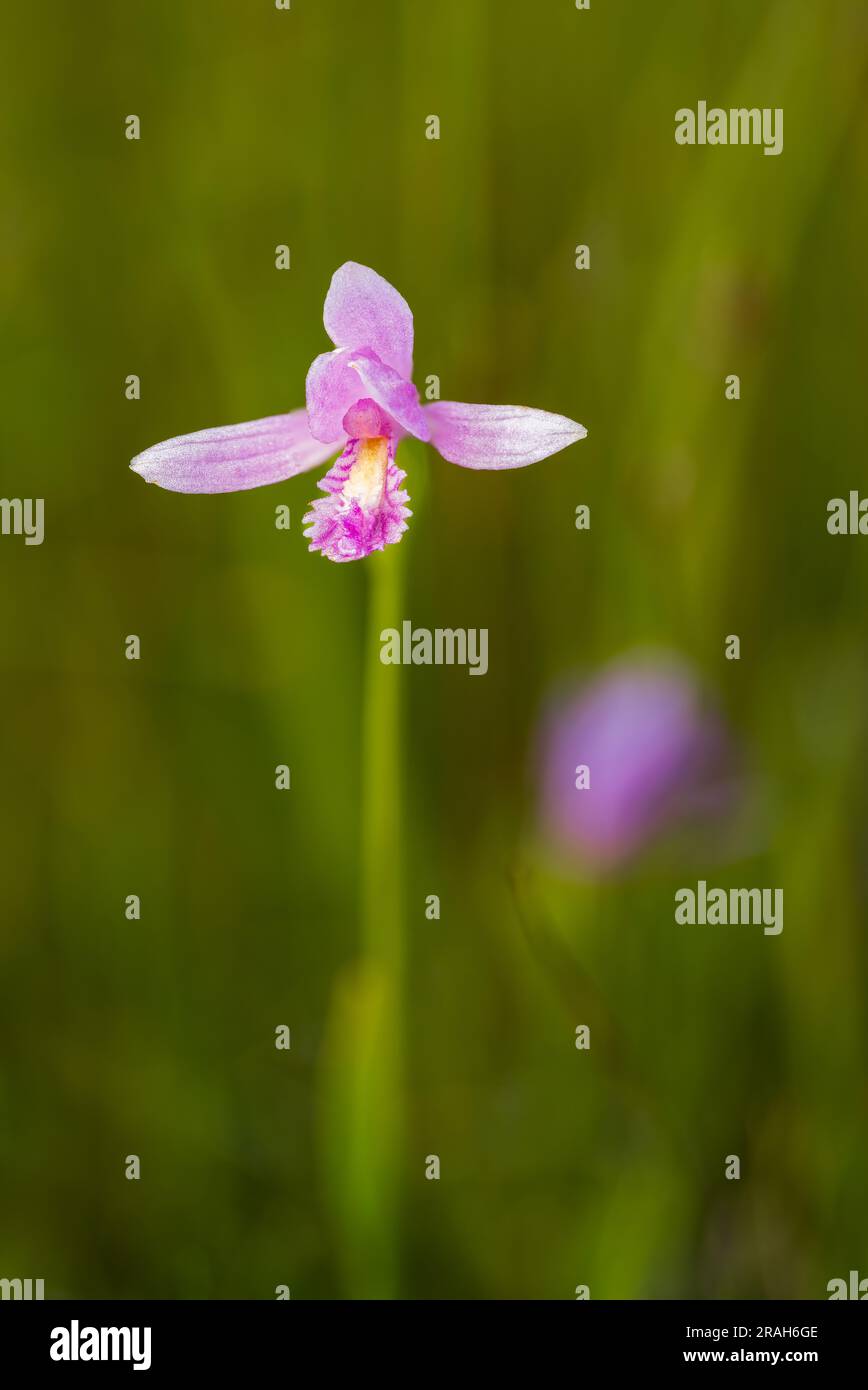 The Rose Pogonia orchid in a small bog on Hwy 15, Manitoba, Canada ...