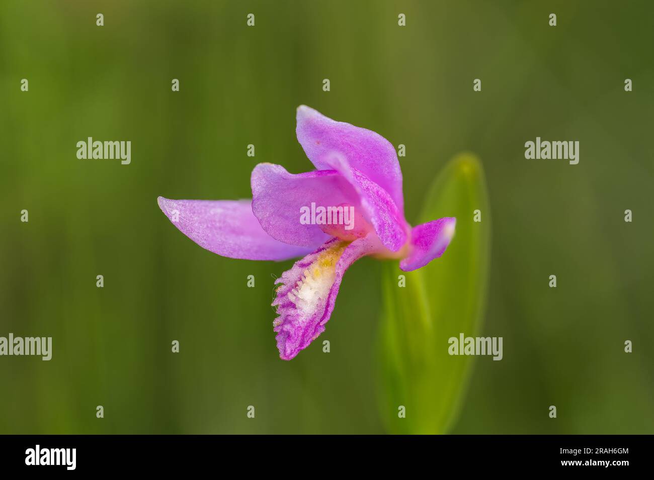 Pogonia ophiogiossoides hi-res stock photography and images - Alamy