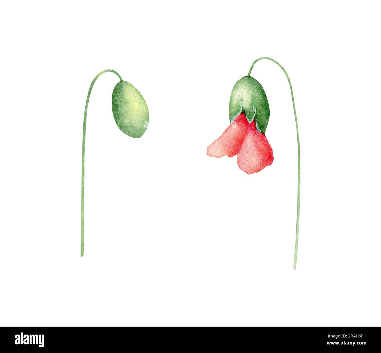 Watercolor set of red poppy flowers isolated on background. Blooming ...