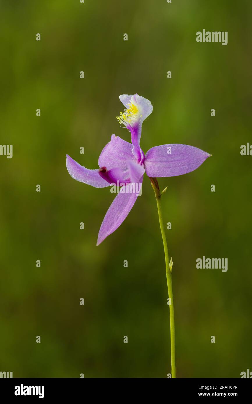 The Tuberous Grass Pink orchid in the Stead Road bog, Manitoba, Canada ...