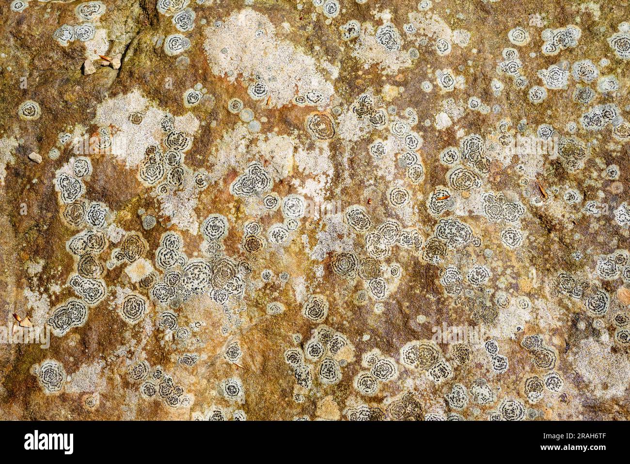 Fossil stone texture Stock Photo - Alamy