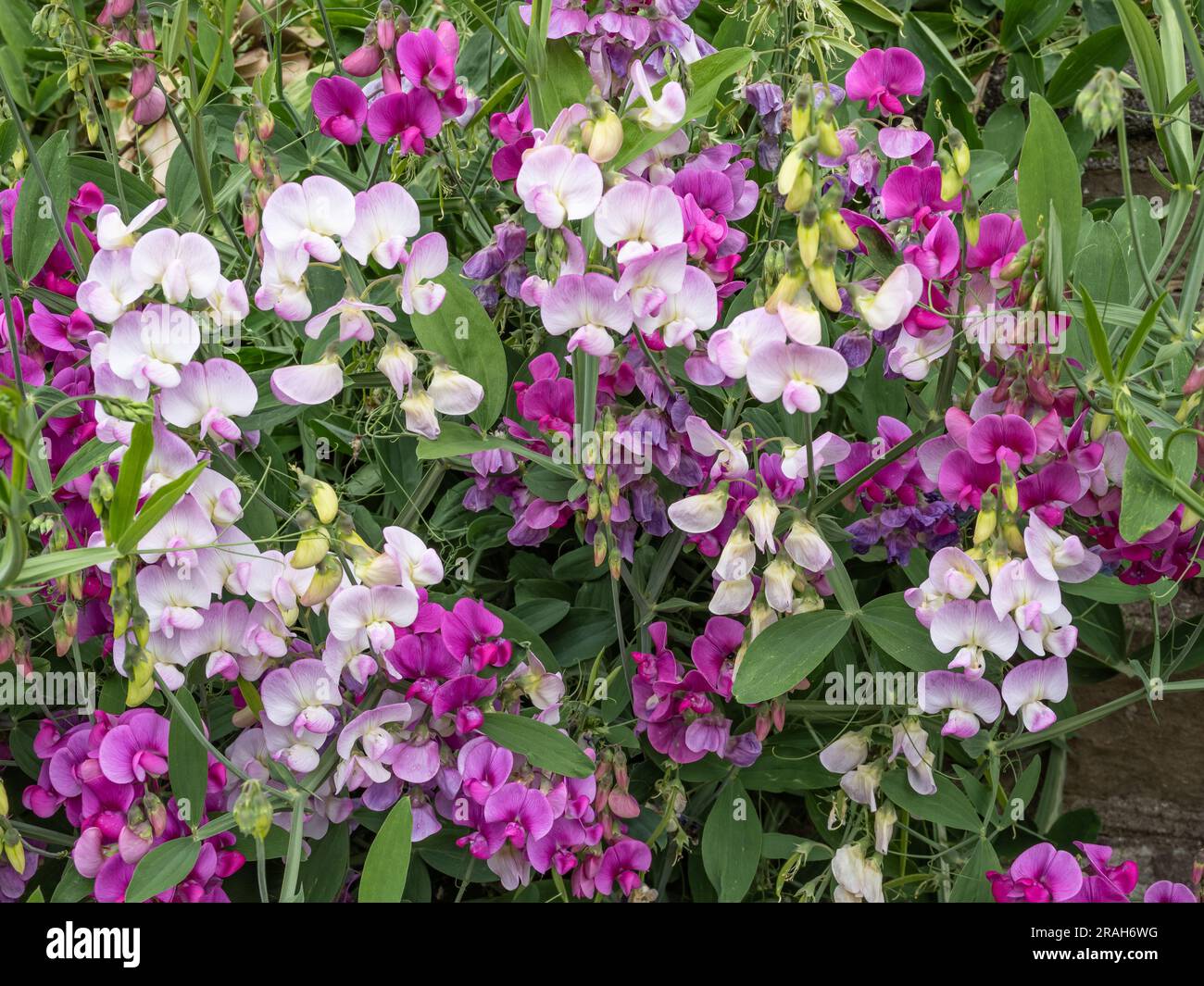 Mixed colours of Lathyrus latifolius the Everlasting pea Stock Photo ...