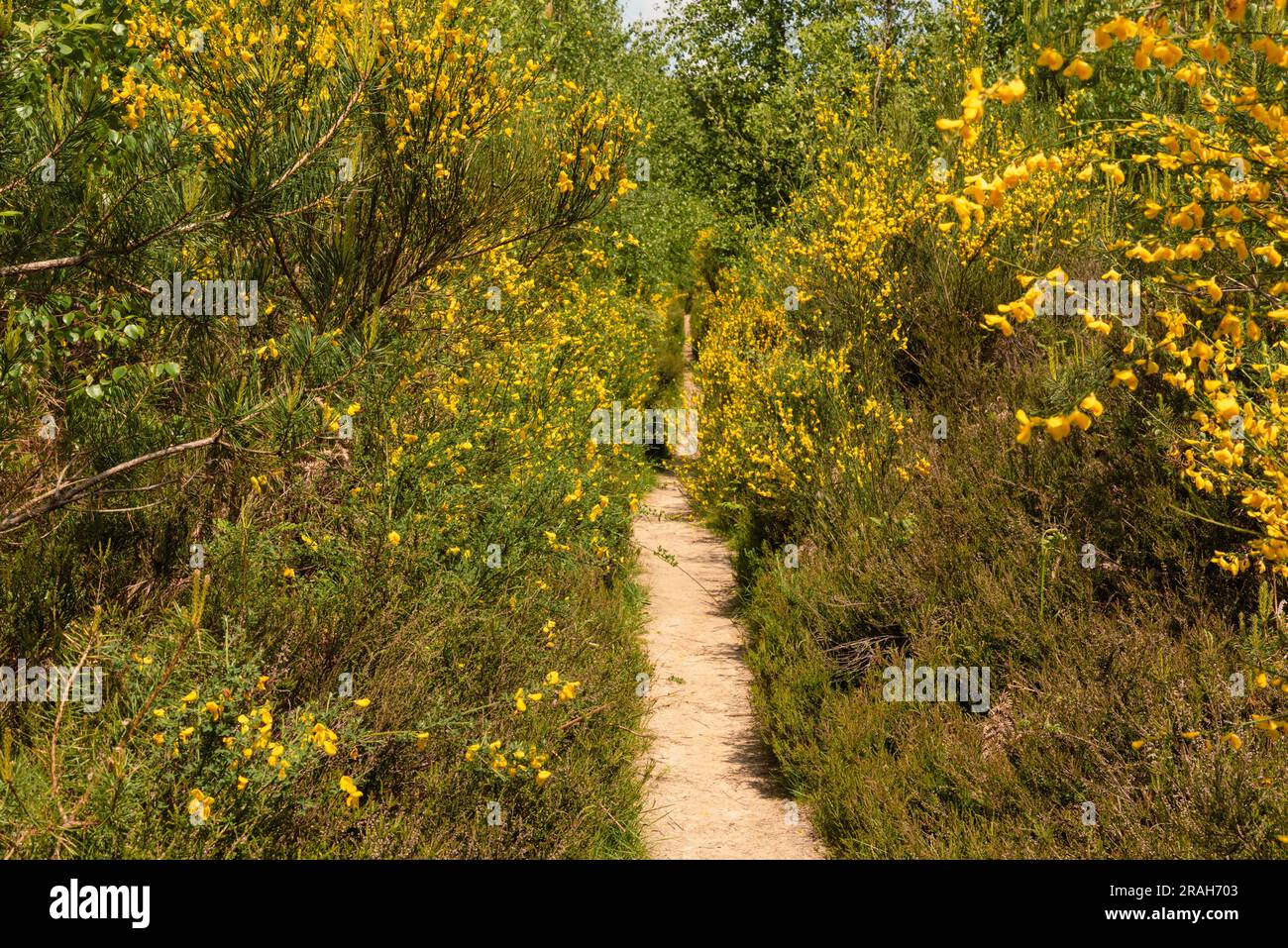 Path through wild broom Stock Photo - Alamy