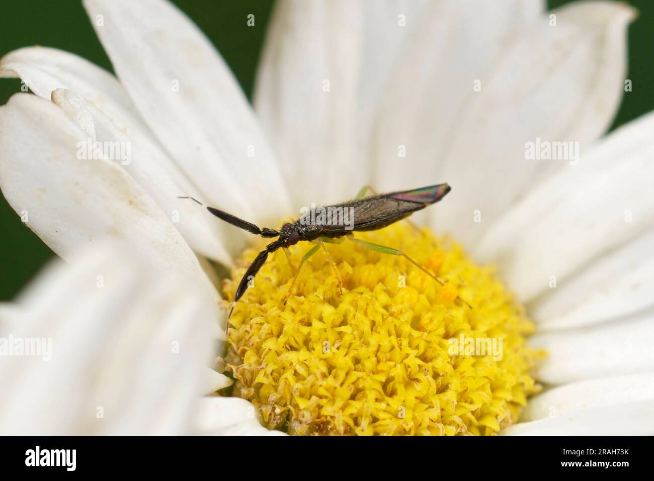 Detailed natural closeup on a remarkable Mirid bug, Heterotoma ...