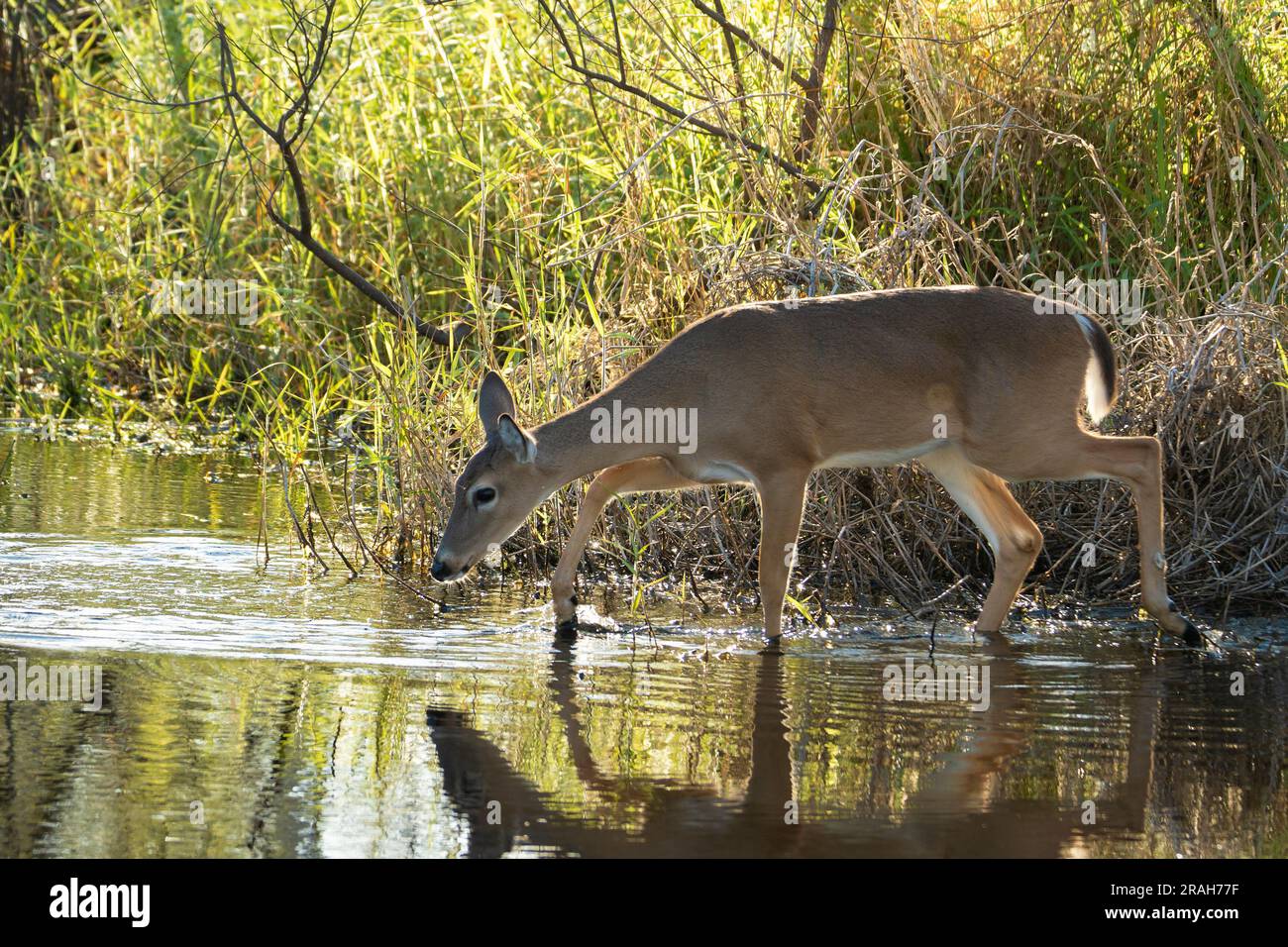Endangered key deer standing hi-res stock photography and images - Alamy