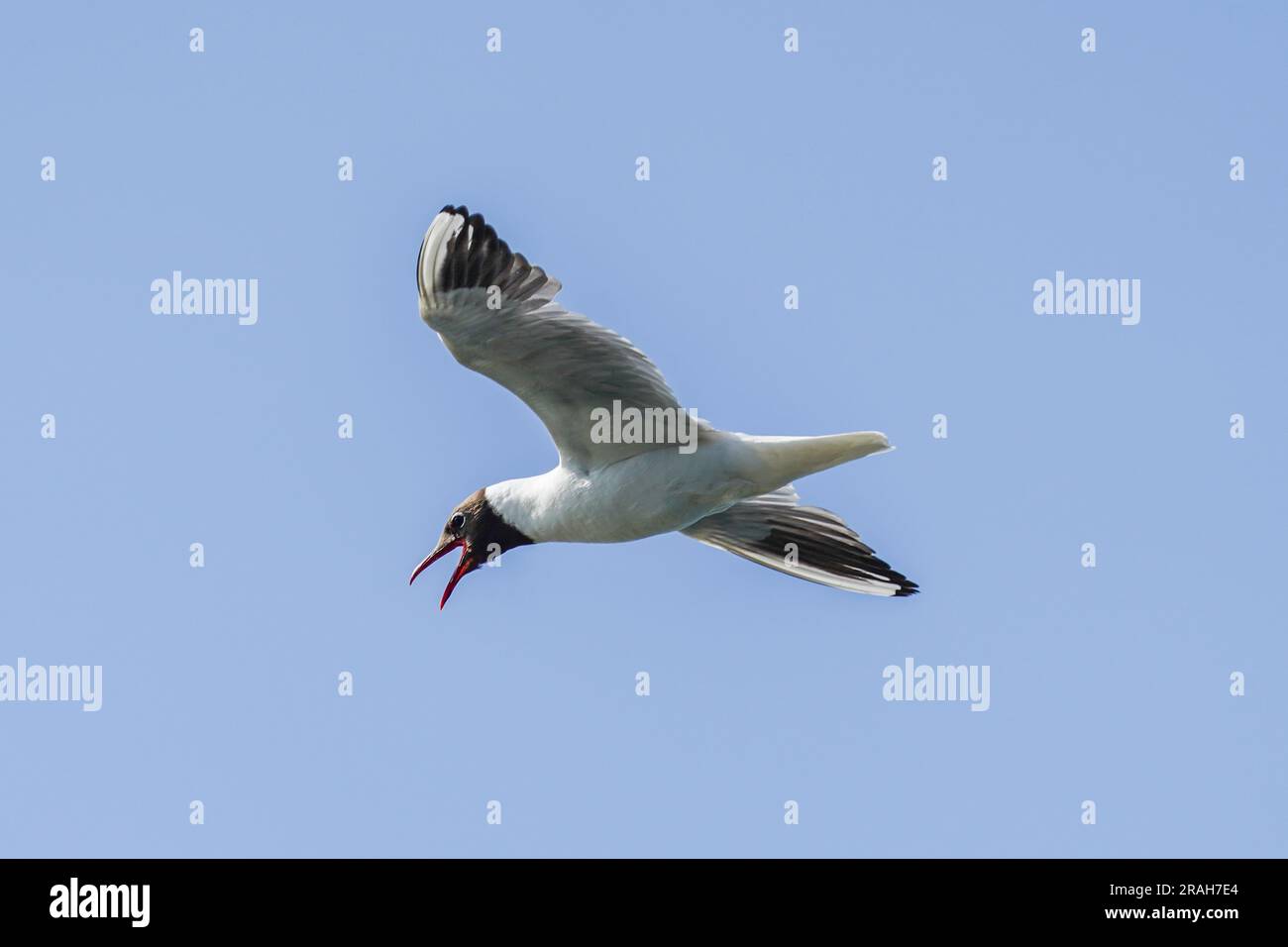Birds fly over head hi-res stock photography and images - Alamy