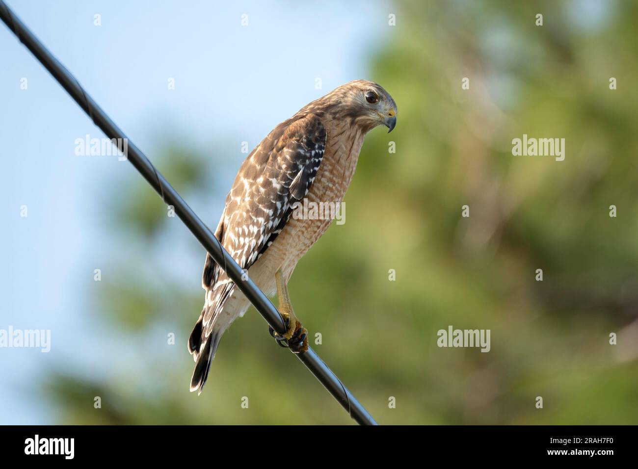 The red-shouldered hawk bird perching on electric cable looking for ...