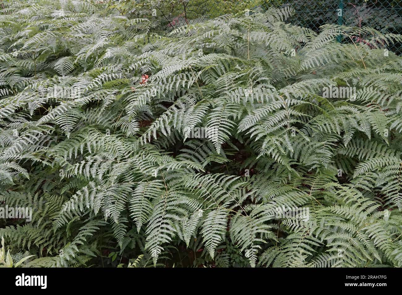 Natural closeup on green foliage of an aggregation of Braken ferns ...