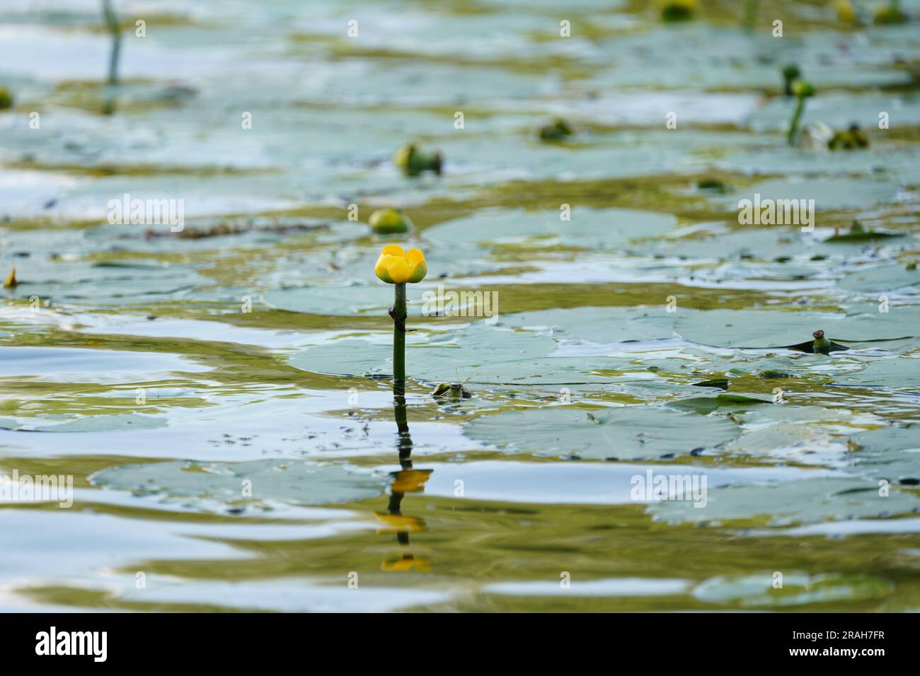 Water lilly closed hi-res stock photography and images - Alamy
