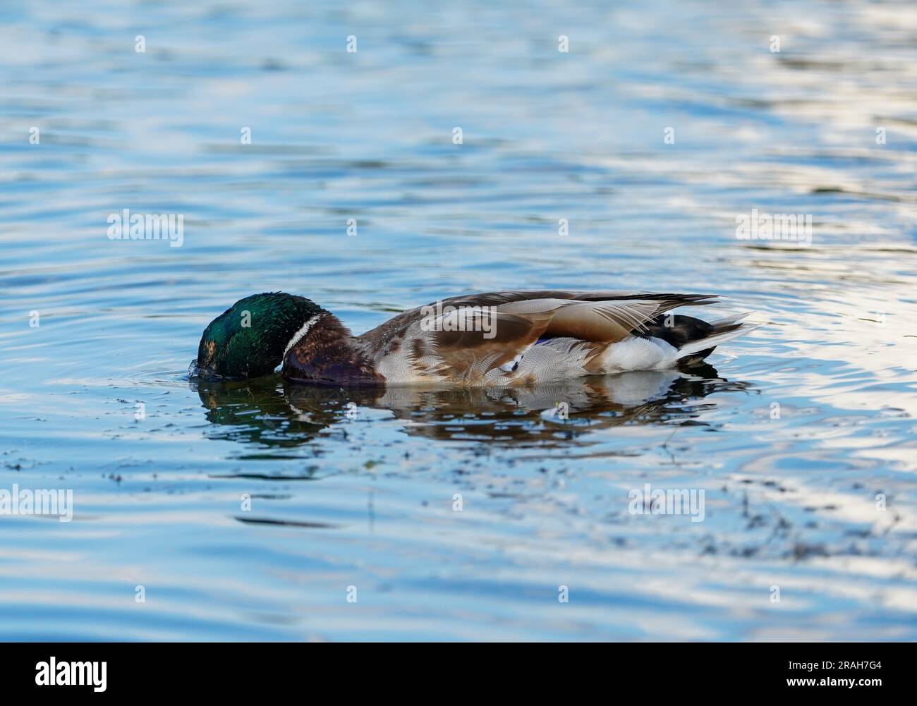 Wild duck diving in the lake. Brown ducks. Duck in the water Stock ...